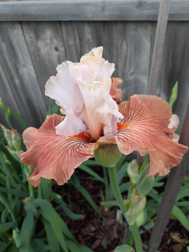 Photo of the bloom of Tall Bearded Iris (Iris 'Mandarin Morning ...