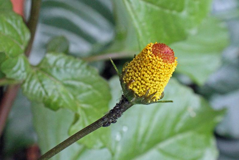 Photo of the bloom of Buzz Buttons (Acmella oleracea) posted by ...