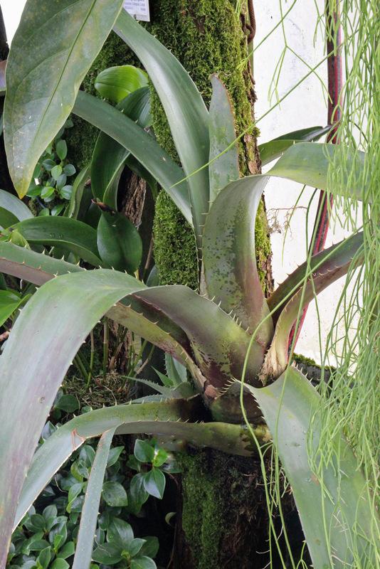 Photo of the entire plant of Bromeliad (Aechmea bracteata) posted by ...
