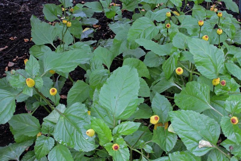 Photo of the entire plant of Buzz Buttons (Acmella oleracea) posted by ...