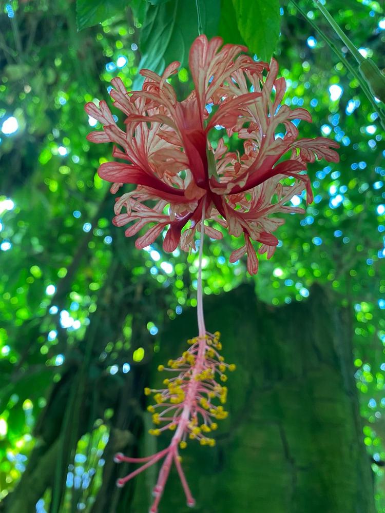 Photo of the bloom of Chinese Lanterns (Hibiscus schizopetalus) posted ...