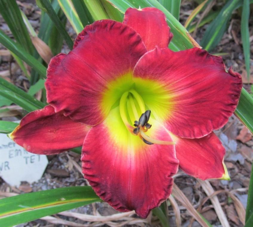Photo of the bloom of Daylily (Hemerocallis 'Chinese Chariot') posted ...