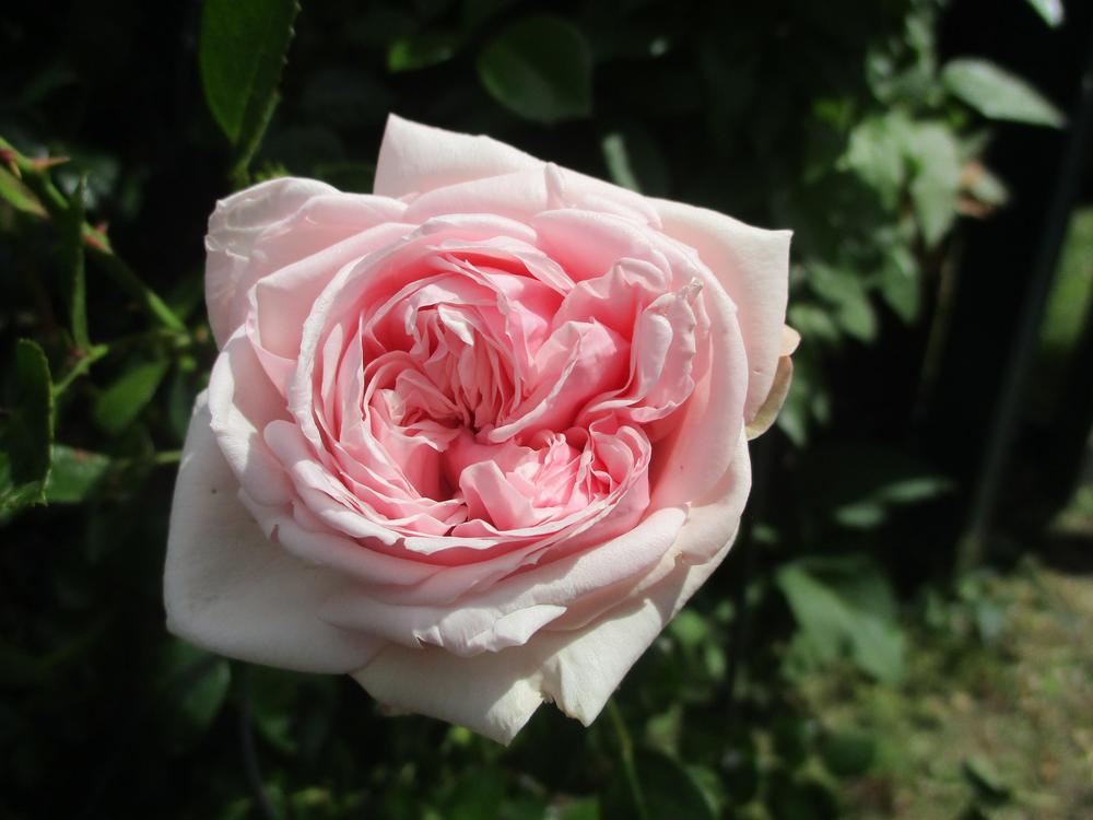Photo of the bloom of Rose (Rosa 'Awakening') posted by Versicolor ...