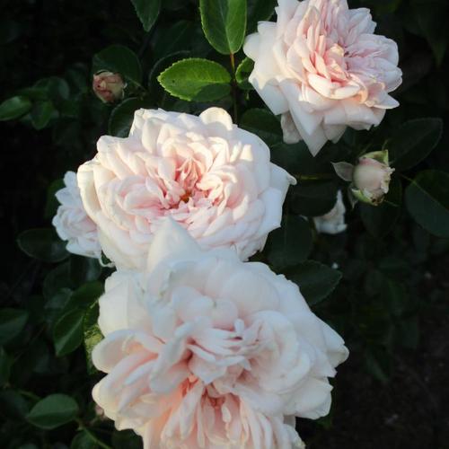 Rose (Rosa 'Awakening') in the Roses Database - Garden.org