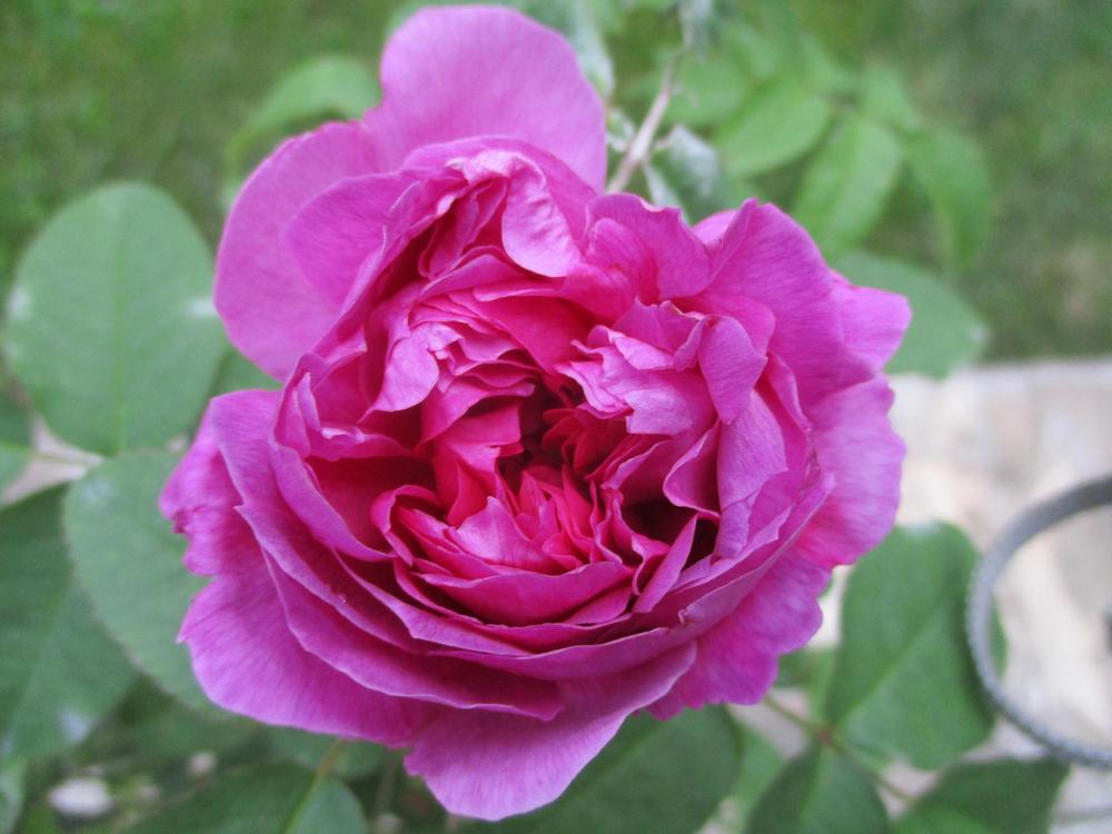 Photo of the bloom of Rose (Rosa 'Indigo') posted by Versicolor ...