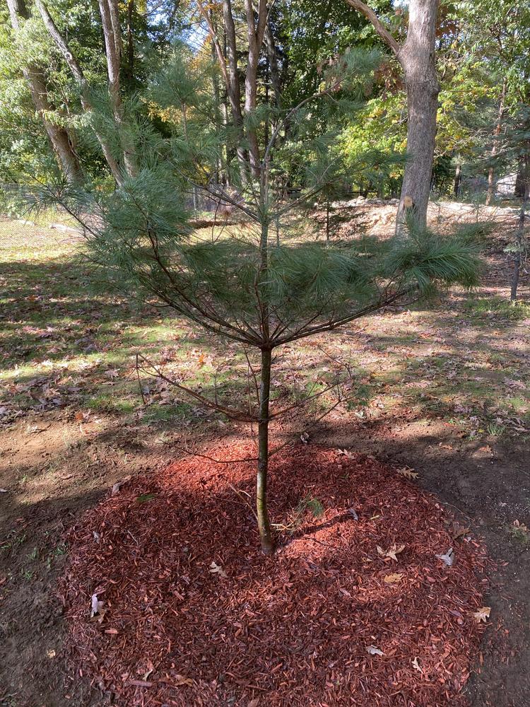 I need help planting this Eastern White Pine tree in the Ask a Question ...