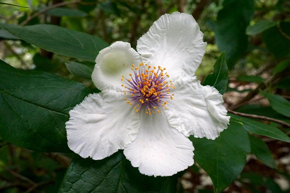 Photo of the bloom of Mountain Camellia (Stewartia ovata) posted by ...