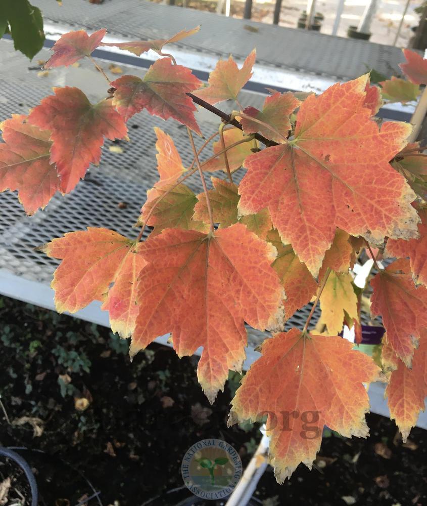 Photo of the fall color of Freeman's Maple (Acer x freemanii Regal ...