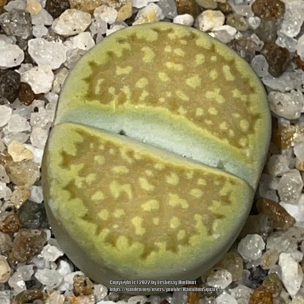 Photo of the entire plant of Living Stones (Lithops hallii var ...