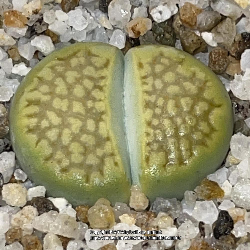 Photo of the entire plant of Living Stones (Lithops hallii var ...