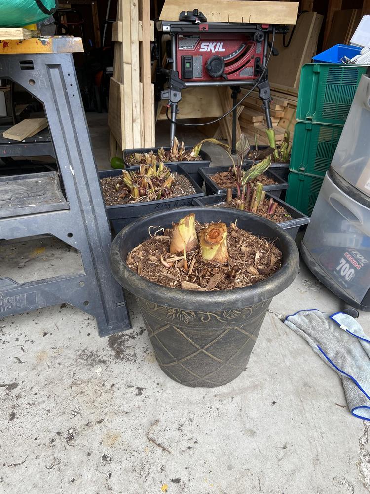 Overwinter Potted Elephant Ears in the Tropicals forum - Garden.org