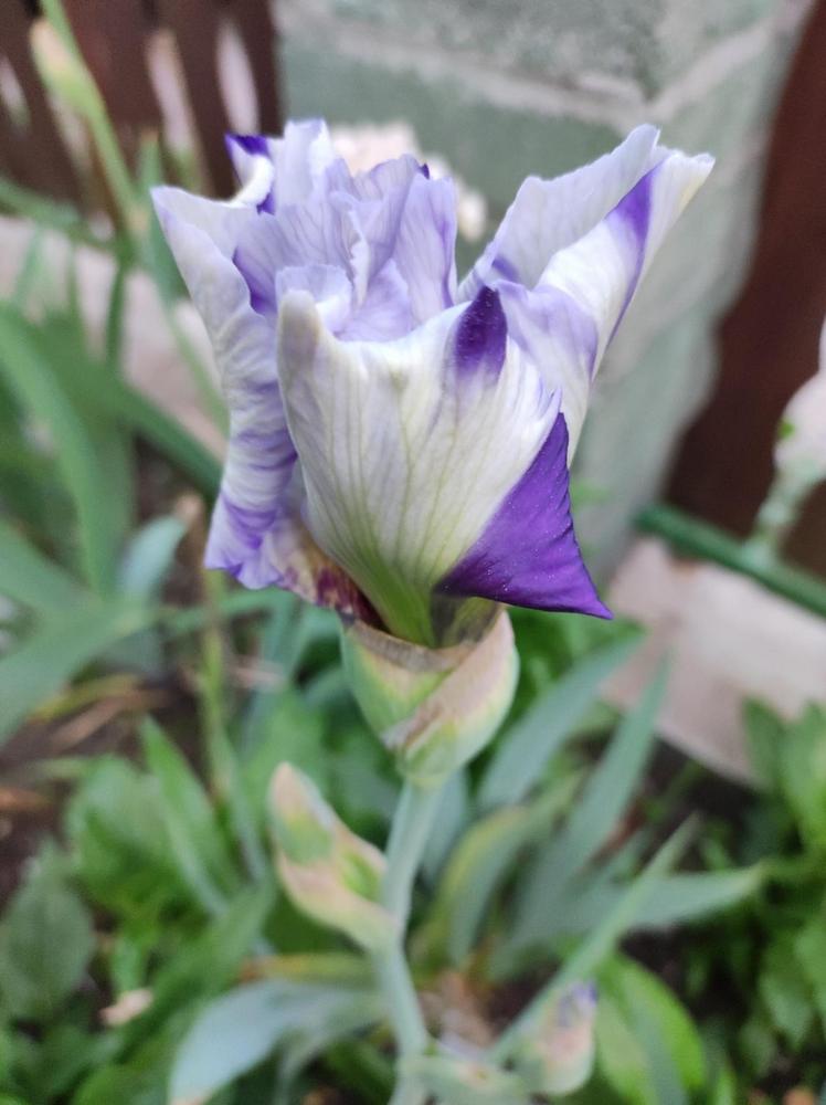 Photo of the bloom of Tall Bearded Iris (Iris 'Rabadan') posted by ...