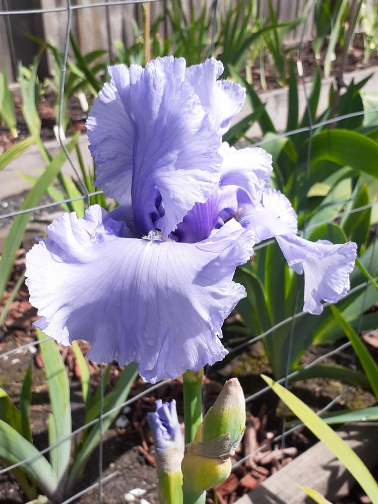 Photo of the bloom of Tall Bearded Iris (Iris 'Café Bleu') posted by ...
