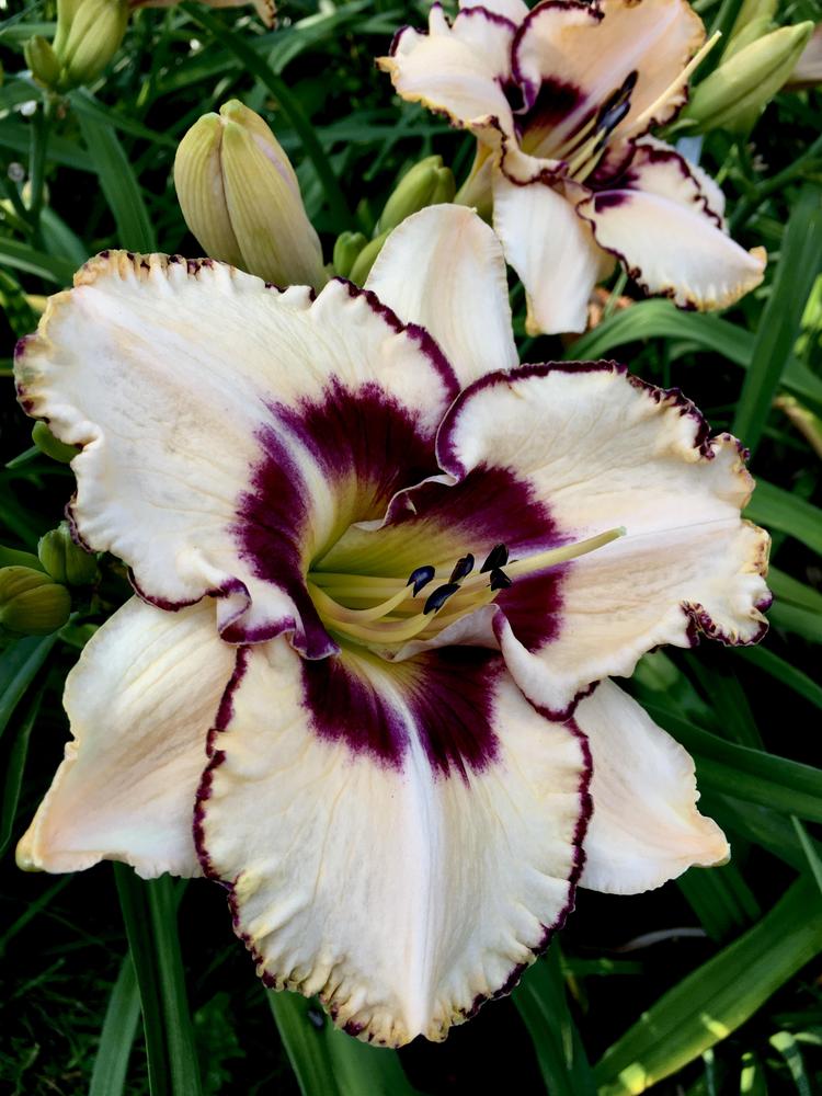 Photo of the bloom of Daylily (Hemerocallis 'Funny Cide') posted by ...