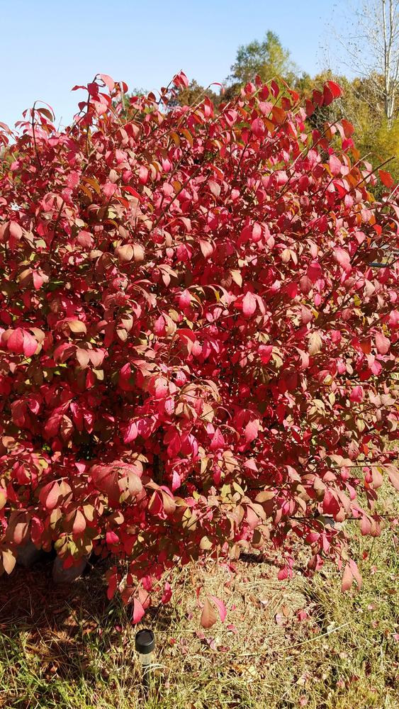 Photo of the fall color of Burning Bush (Euonymus alatus Little Moses ...