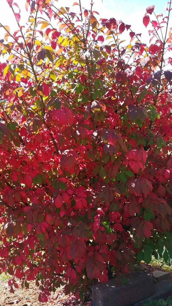 Photo of the fall color of Burning Bush (Euonymus alatus Little Moses ...