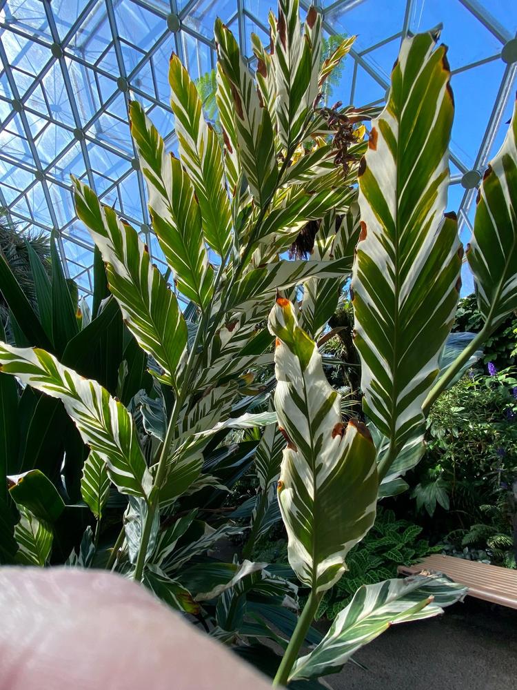 Photo of the leaves of Variegated Ginger (Alpinia vittata) posted by SL ...