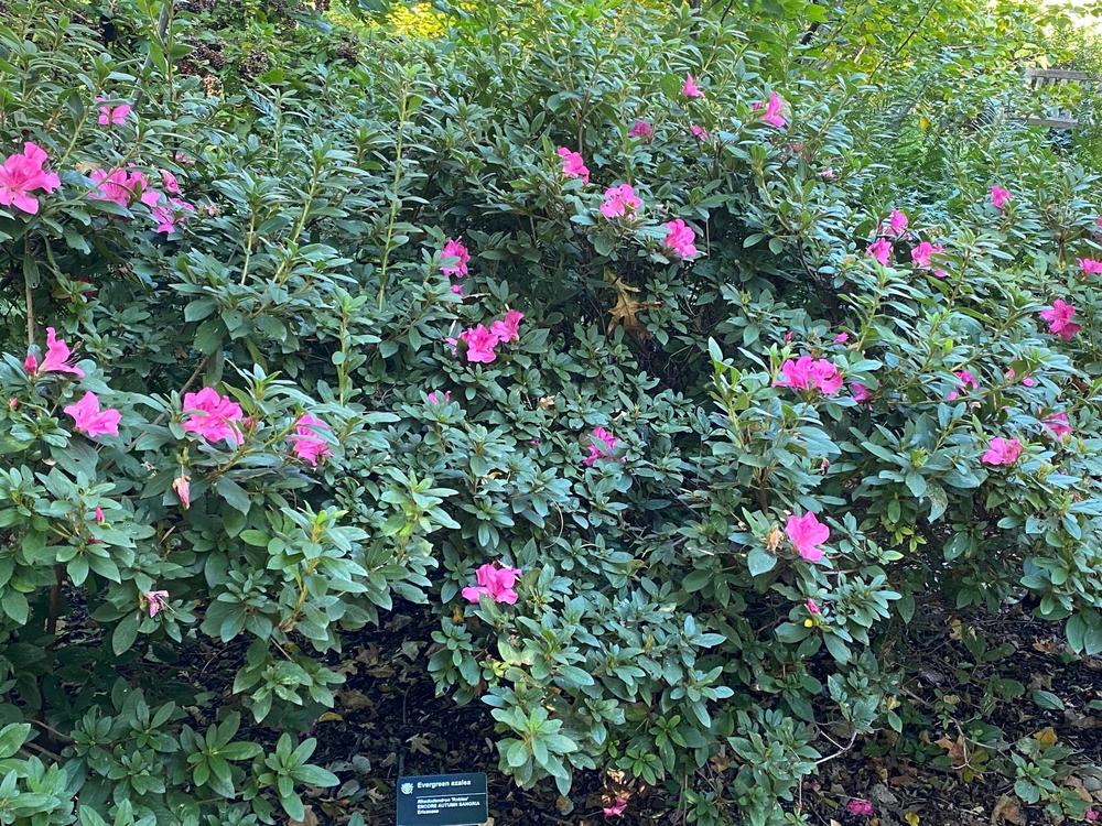 Photo of the entire plant of Azalea (Rhododendron Encore® Autumn ...