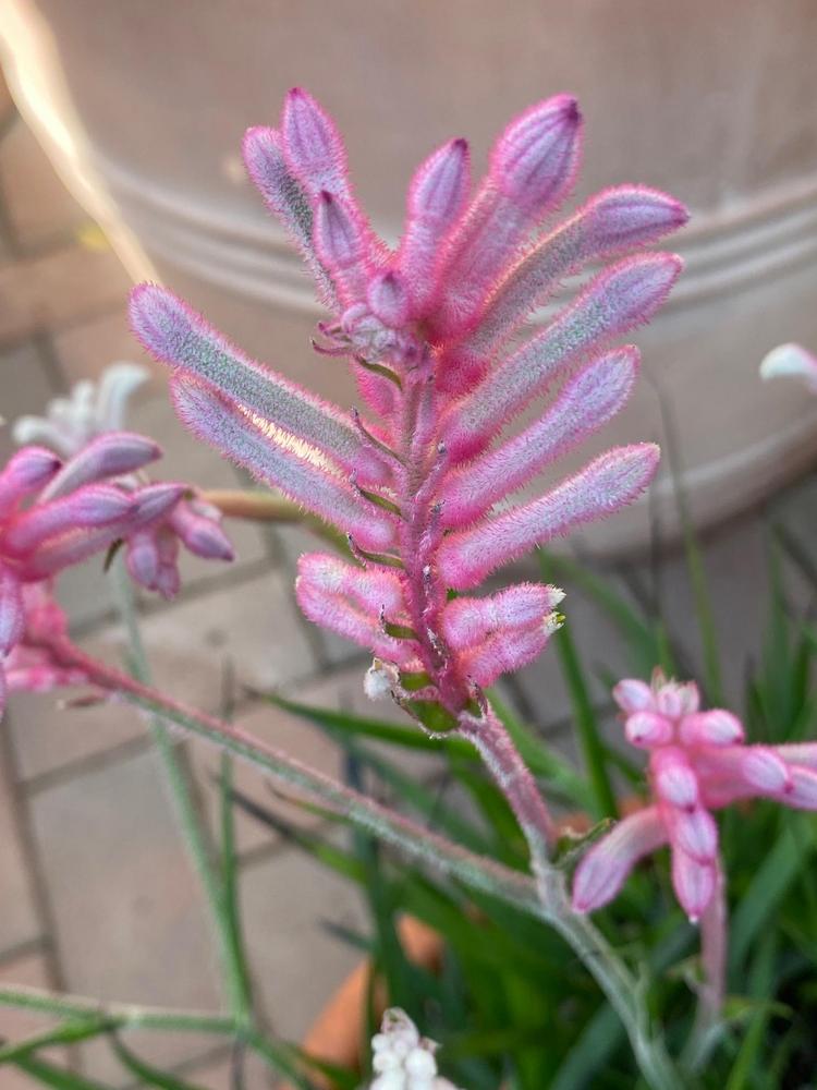 Photo of the bloom of Kangaroo Paw (Anigozanthos manglesii 'Kanga Pink ...