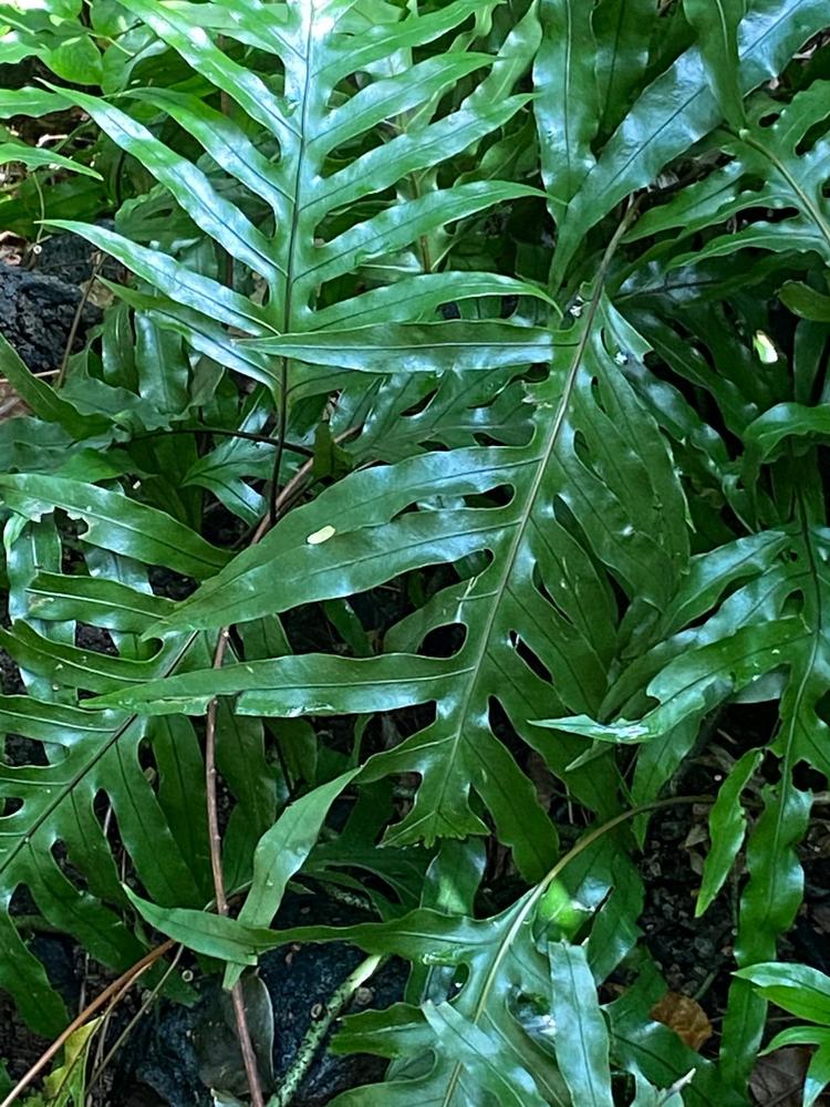 Wart Fern (Microsorum scolopendria) - Garden.org