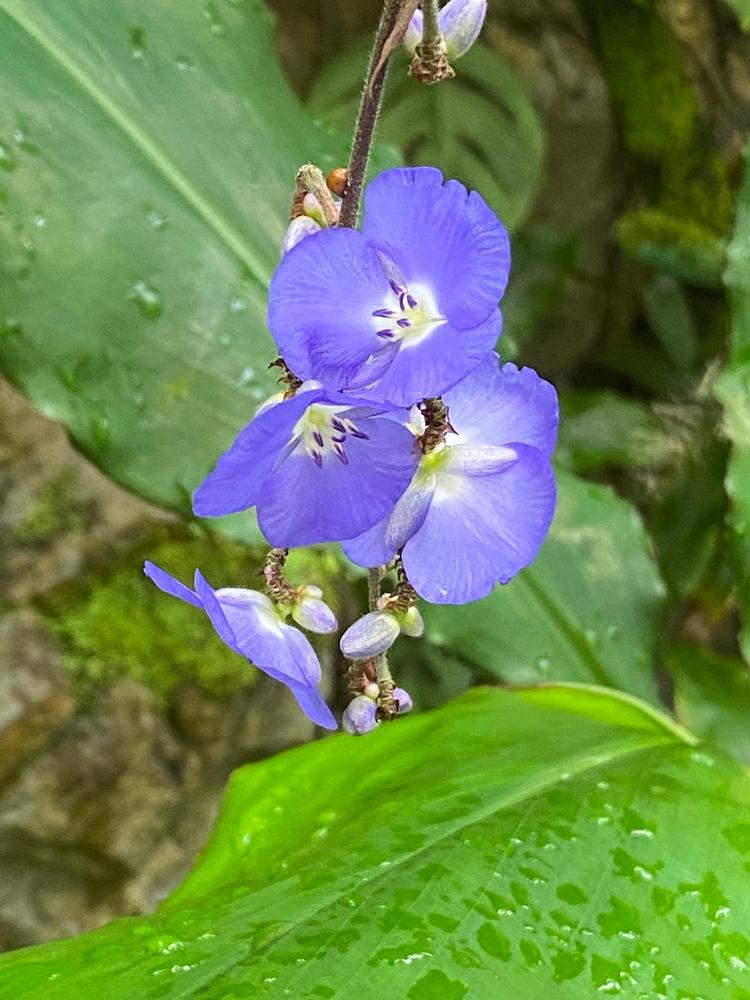 Photo of the bloom of Weeping Blue Ginger (Dichorisandra penduliflora ...