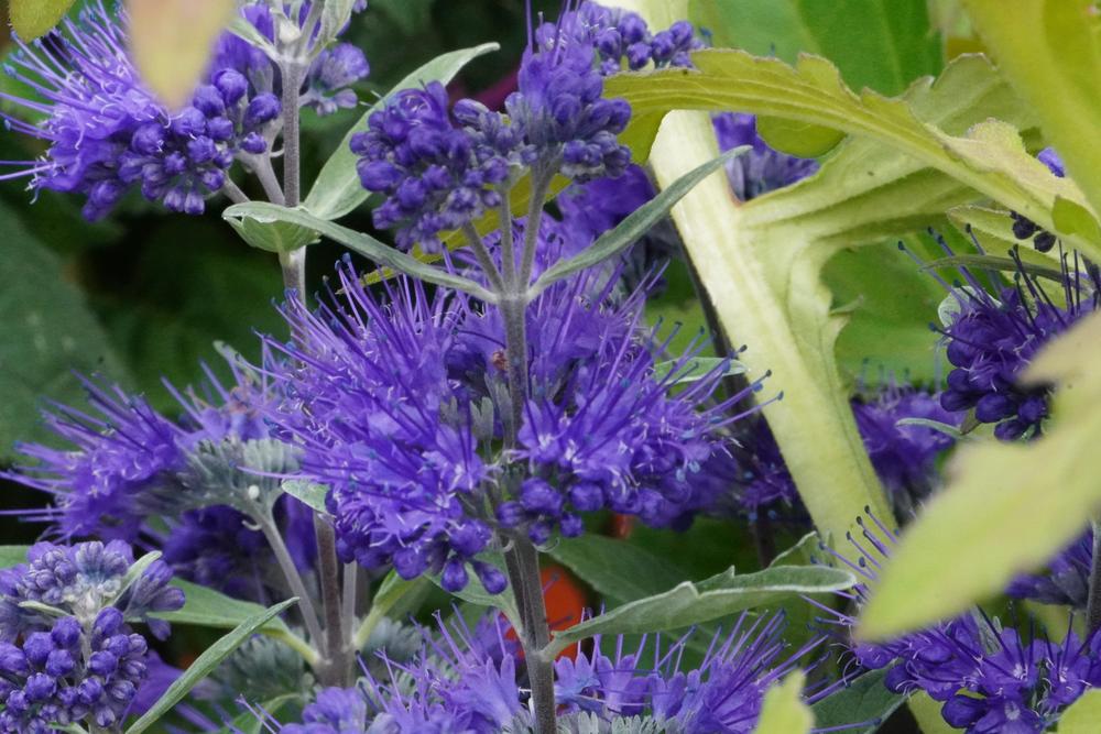 Photo of the bloom of Bluebeard (Caryopteris x clandonensis Blue ...