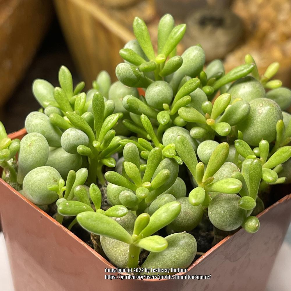 Photo of the seedling or young plant of Tylecodon (Tylecodon ...