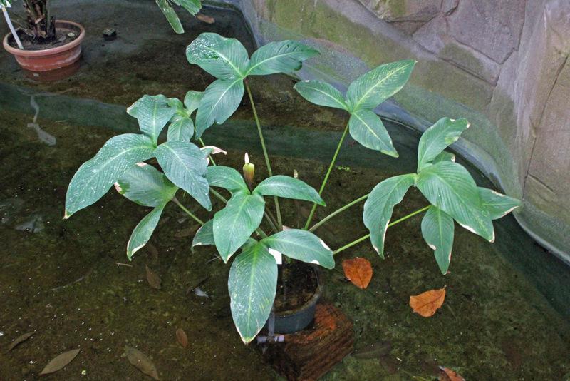 Photo of the entire plant of Anubias gigantea posted by RuuddeBlock ...