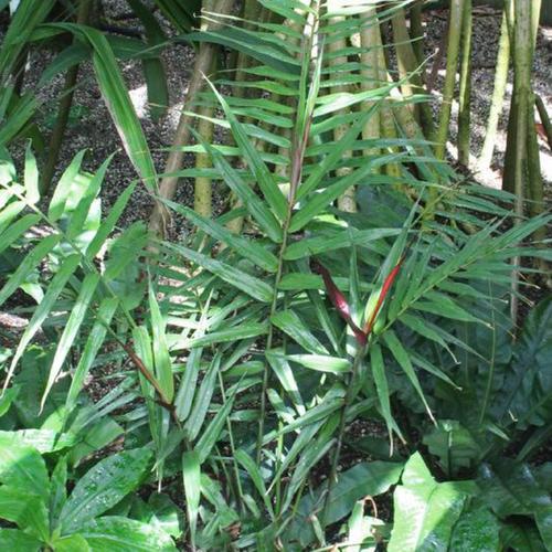 Bamboo Ginger (Alpinia luteocarpa) - Garden.org