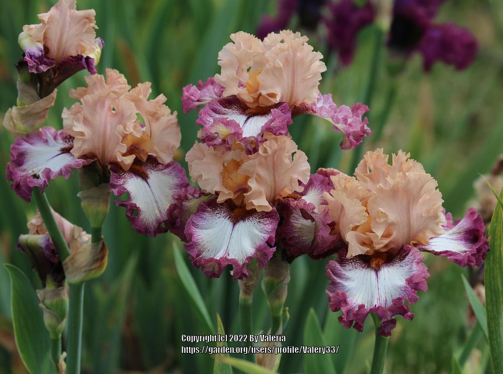 Photo of the bloom of Tall Bearded Iris (Iris 'All By Design') posted ...