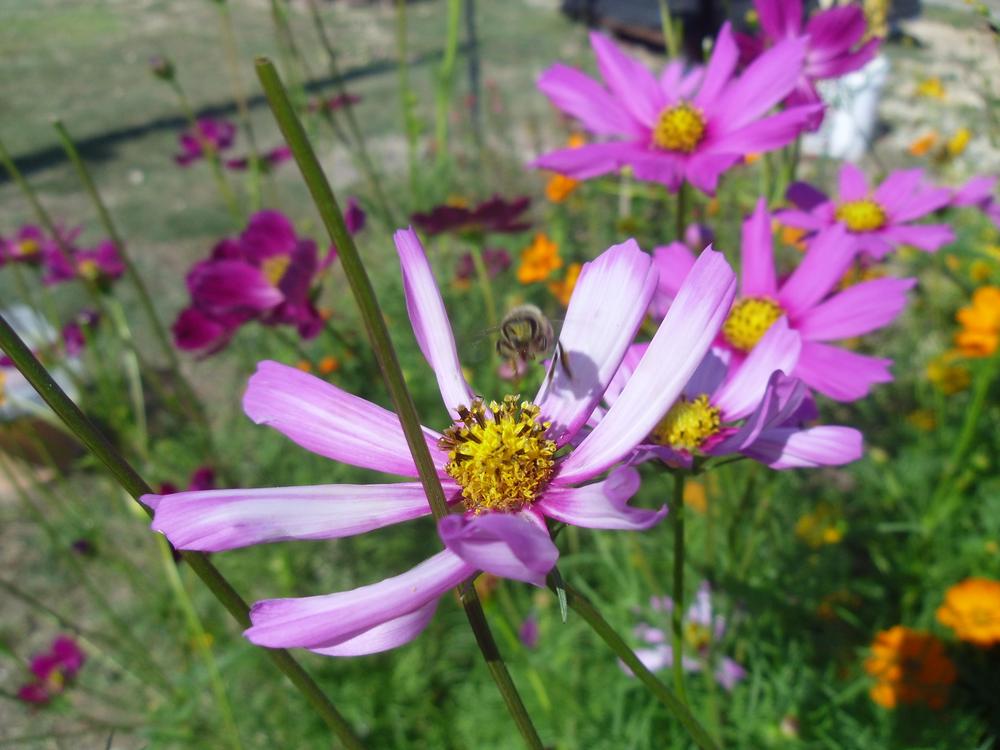 Photo of the bloom of Cosmos (Cosmos bipinnatus Sensation Picotee ...