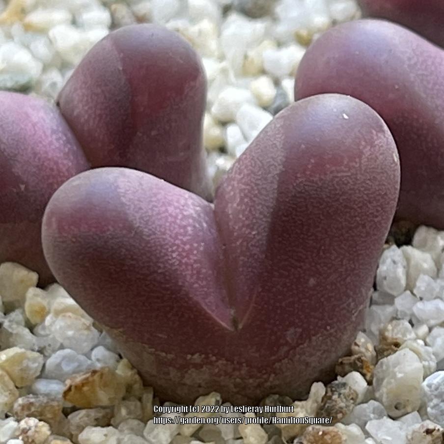 Photo of the entire plant of Living Stones (Lithops optica 'Rubra ...