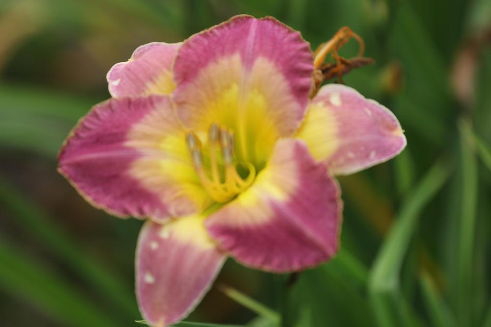 Photo of the bloom of Daylily (Hemerocallis 'Longfields Cheese and Wine ...