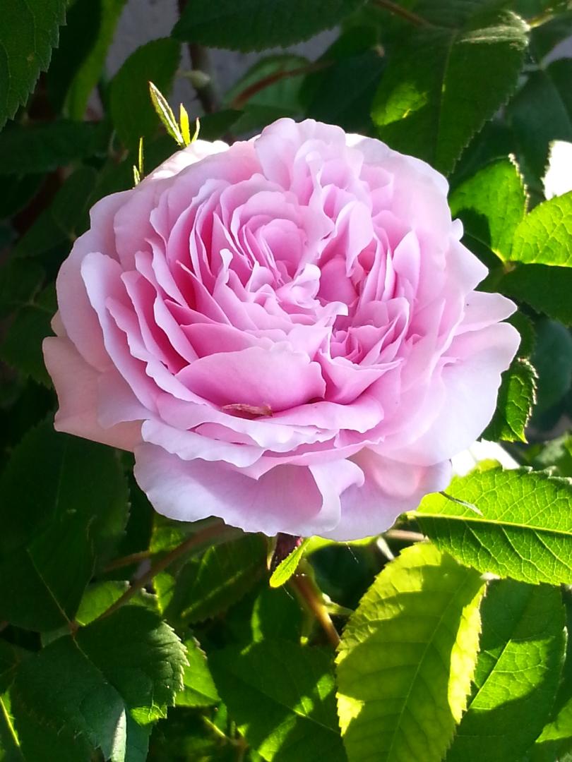 Photo of the bloom of Rose (Rosa 'Marchesa Boccella') posted by Roserat ...