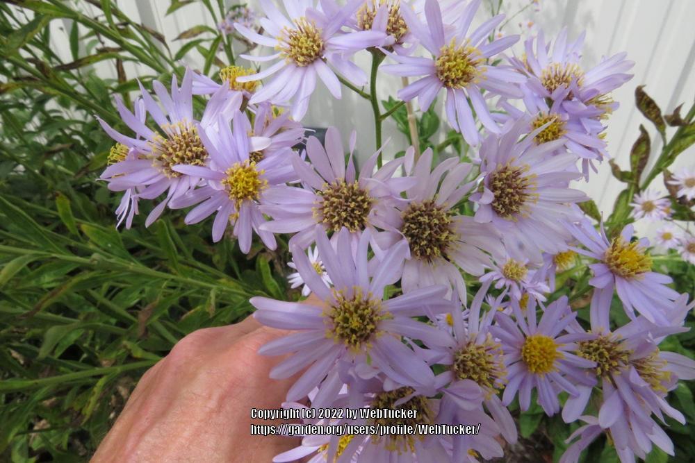 Photo of the bloom of Tatarian Aster (Aster tataricus) posted by WebTucker - Garden.org