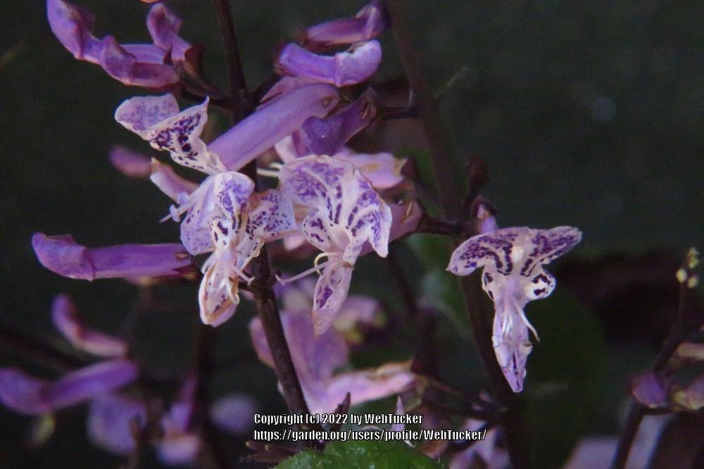 Photo of the bloom of Spur Flower (Plectranthus Mona Lavender) posted ...