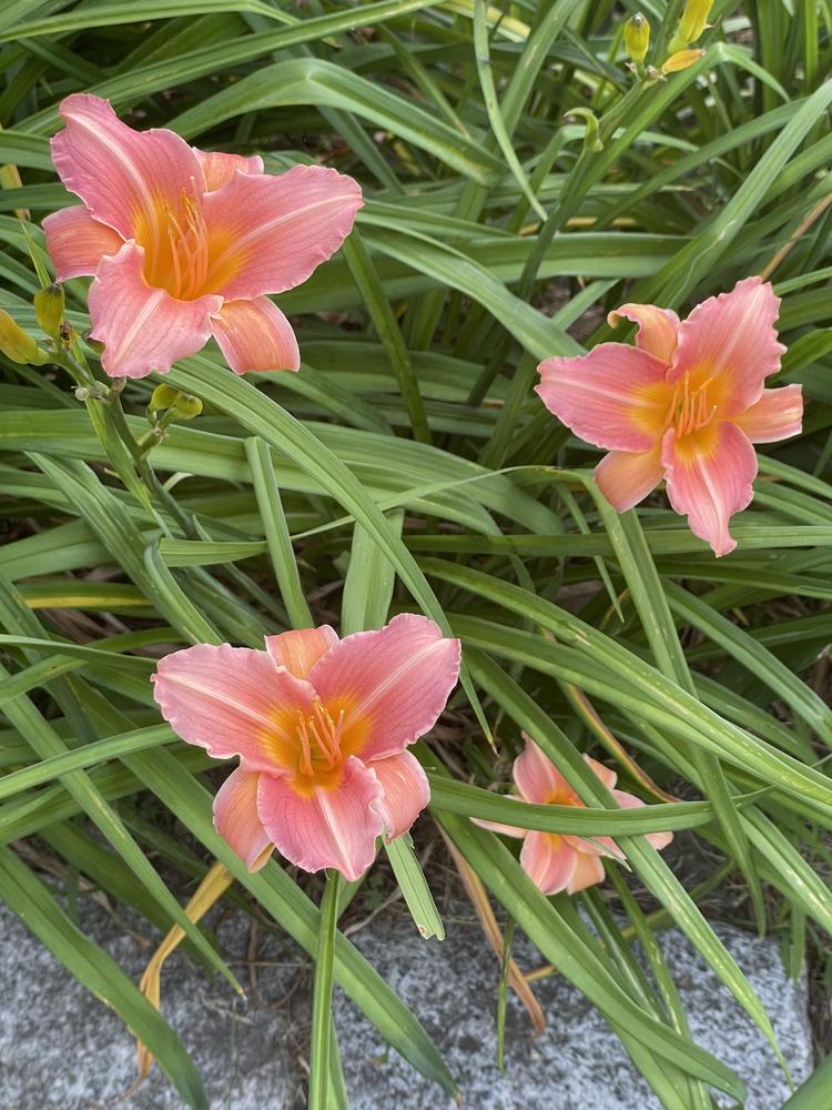 Photo of the bloom of Daylily (Hemerocallis 'Lady Inara') posted by Zoia - Garden.org