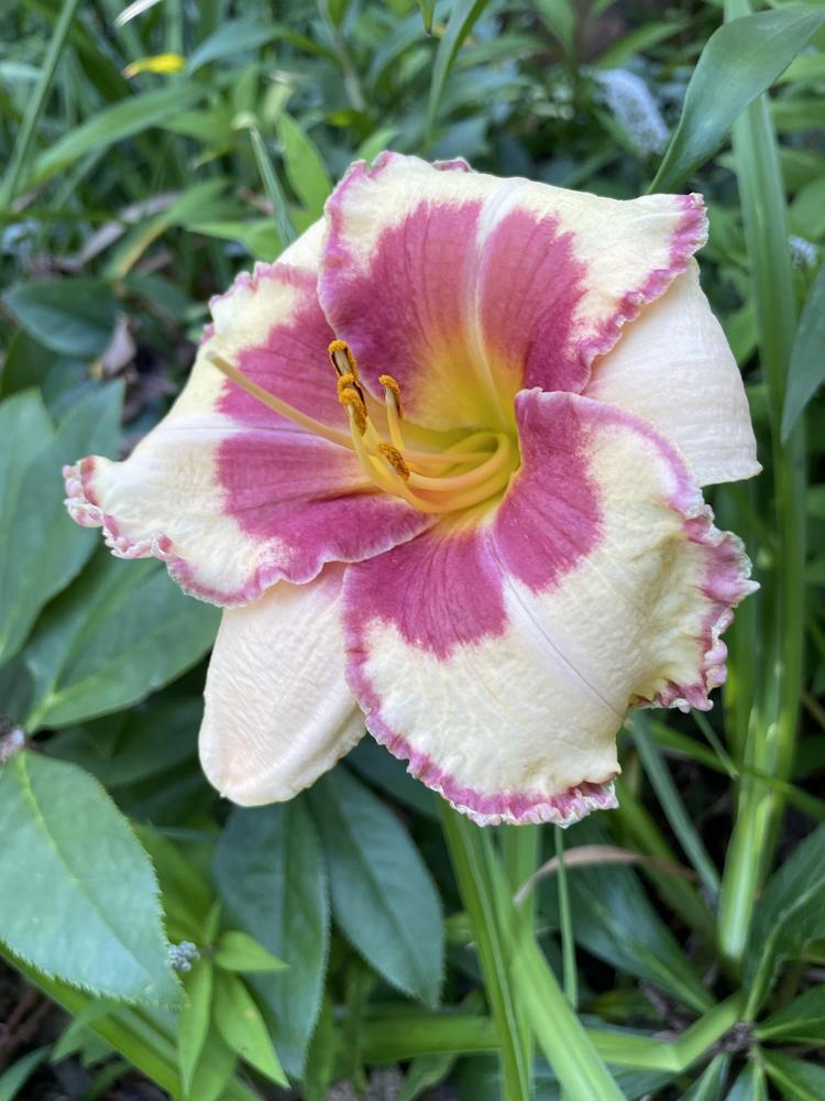 Photo of the bloom of Daylily (Hemerocallis 'Lies and Lipstick') posted ...