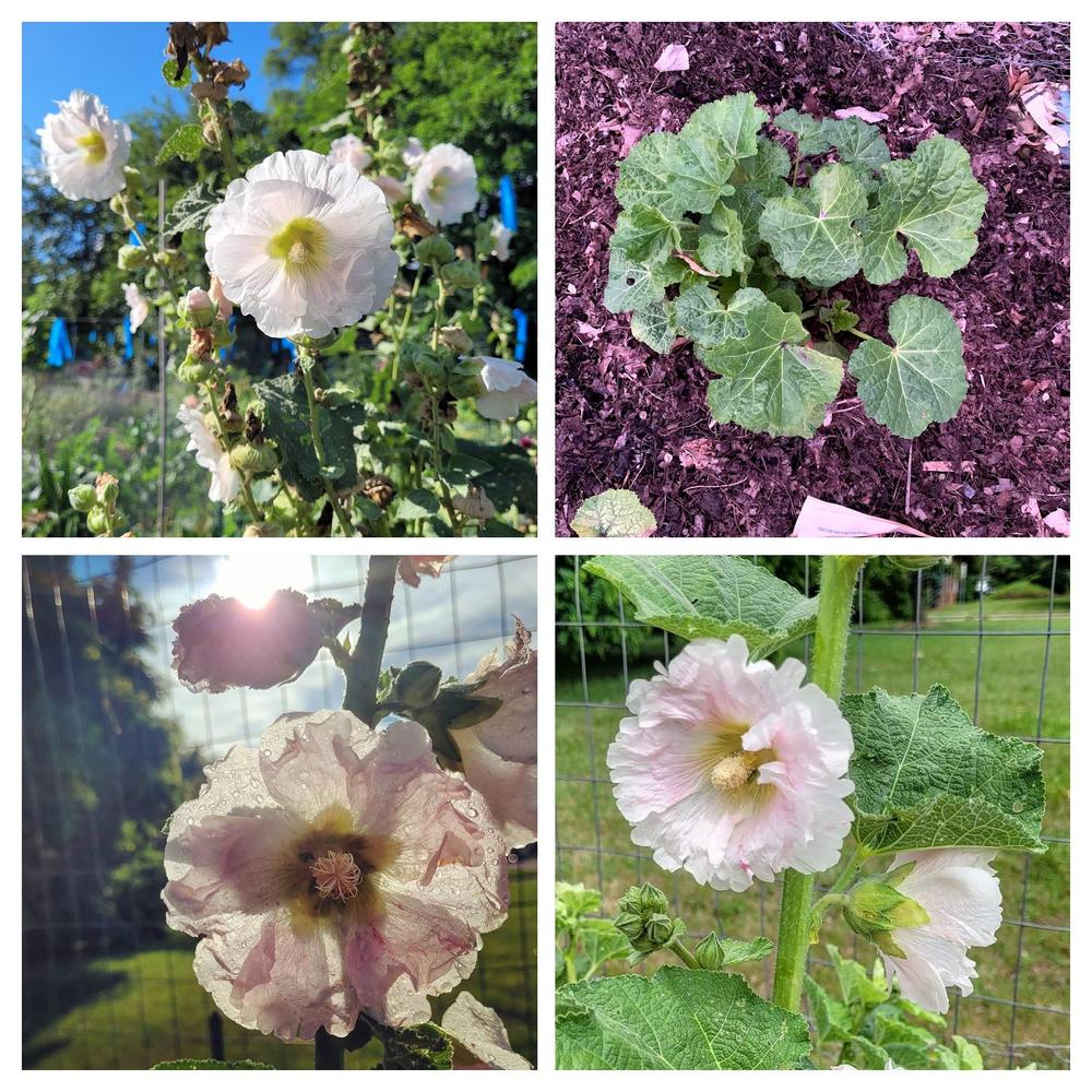 Photo of the entire plant of Hollyhock (Alcea rosea 'Fordhook Giant Mix ...