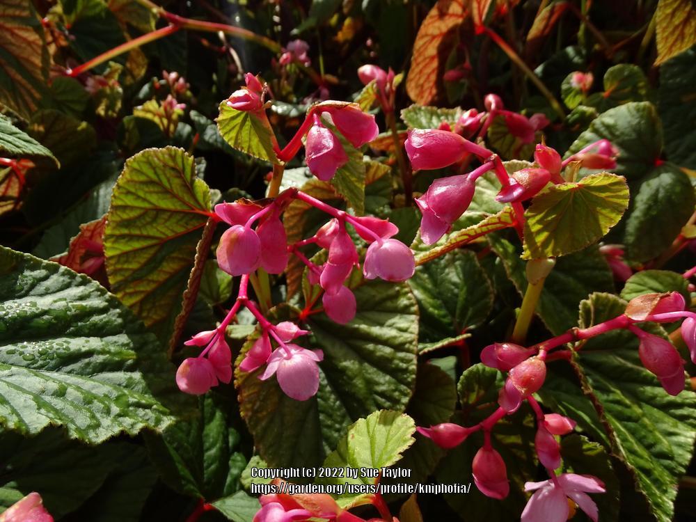 Photo of the bloom of Hardy Begonia (Begonia grandis) posted by ...
