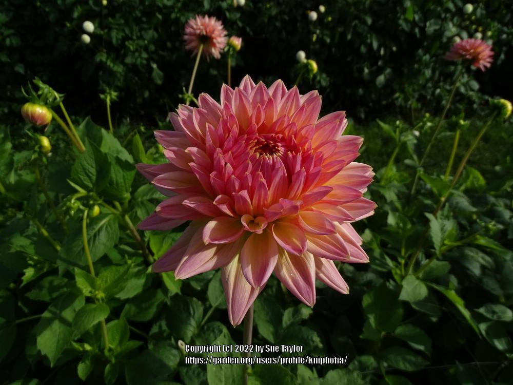 Photo of the bloom of Dahlia 'Ruskin Michelle' posted by kniphofia ...