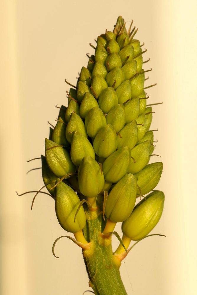 Photo of the closeup of buds, sepals and receptacles of Mozambique Tree ...
