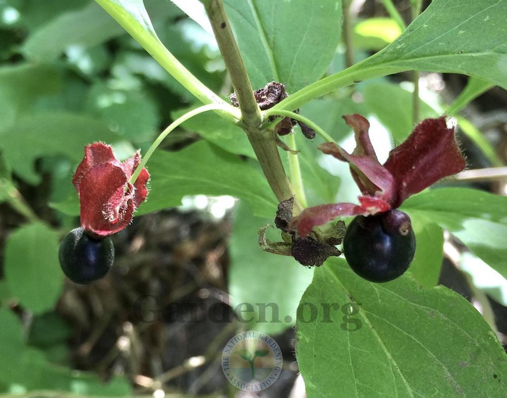 Photo of the fruit of Twinberry (Lonicera involucrata) posted by ...