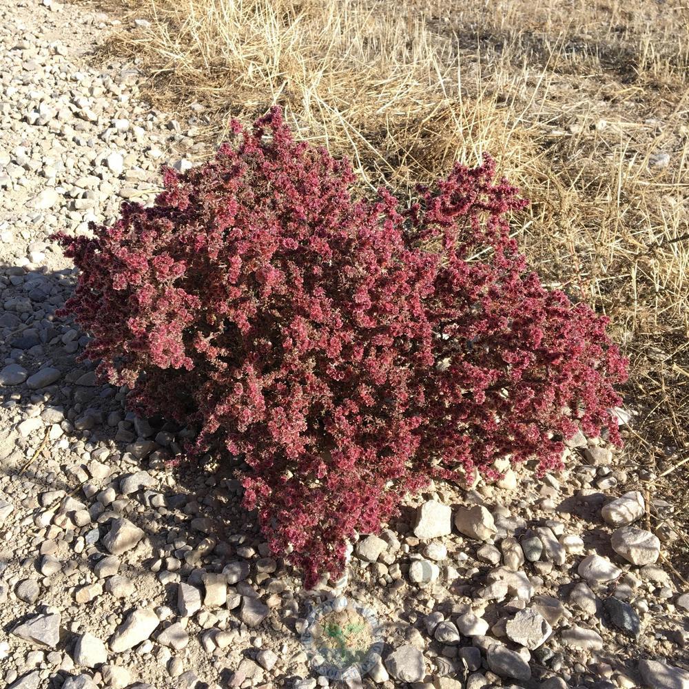 Prickly Russian Thistle (Salsola tragus) - Garden.org