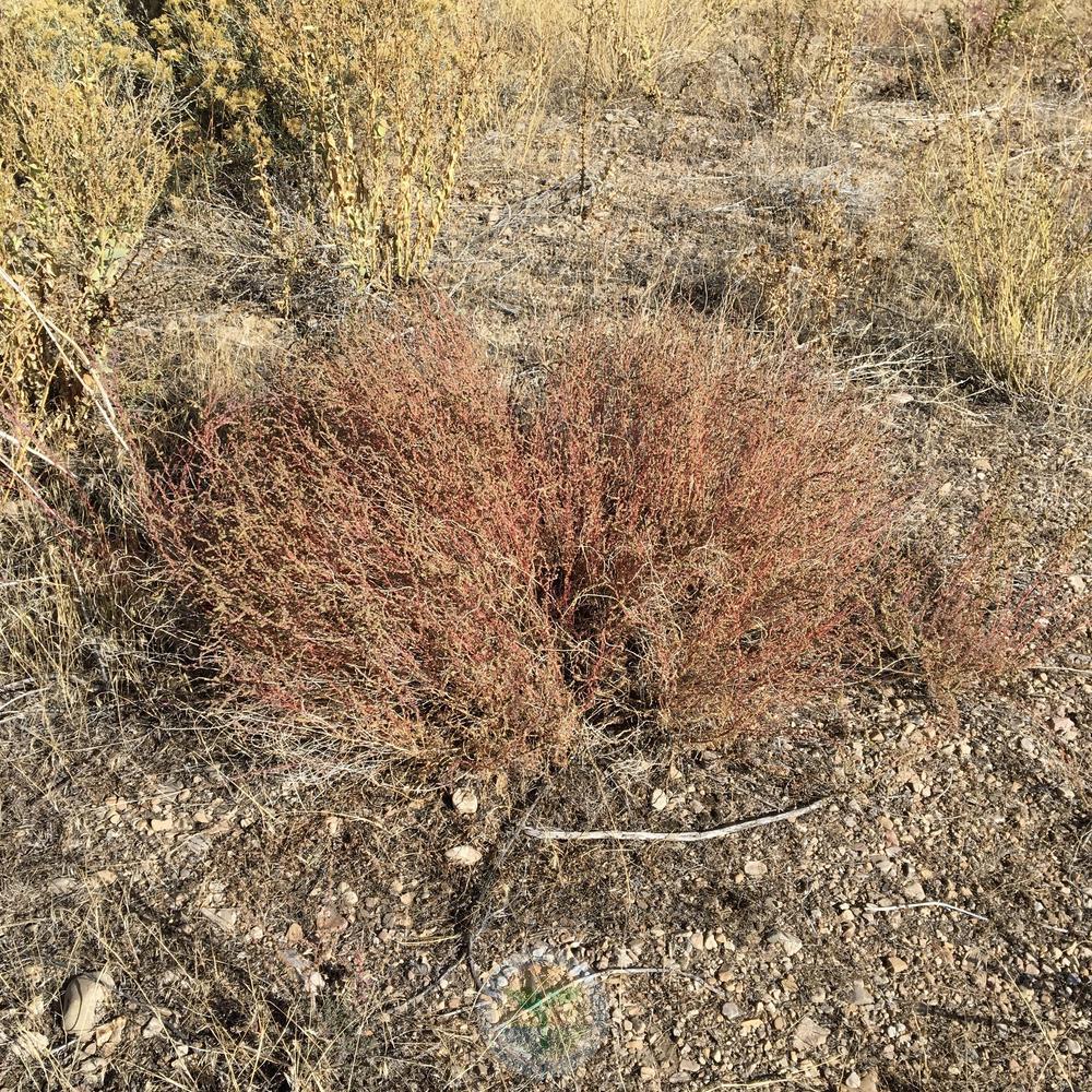 Photo of the fall color of Forage Kochia (Bassia prostrata) posted by ...