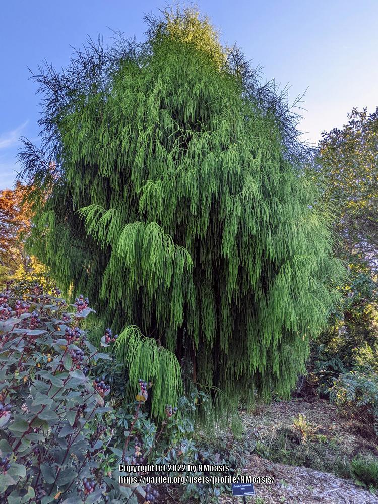 Photo of the entire plant of Rimu (Dacrydium cupressinum) posted by ...