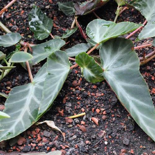 Begonia (Begonia angularis) in the Begonias Database - Garden.org