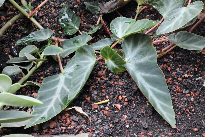 Begonia (Begonia angularis) in the Begonias Database - Garden.org