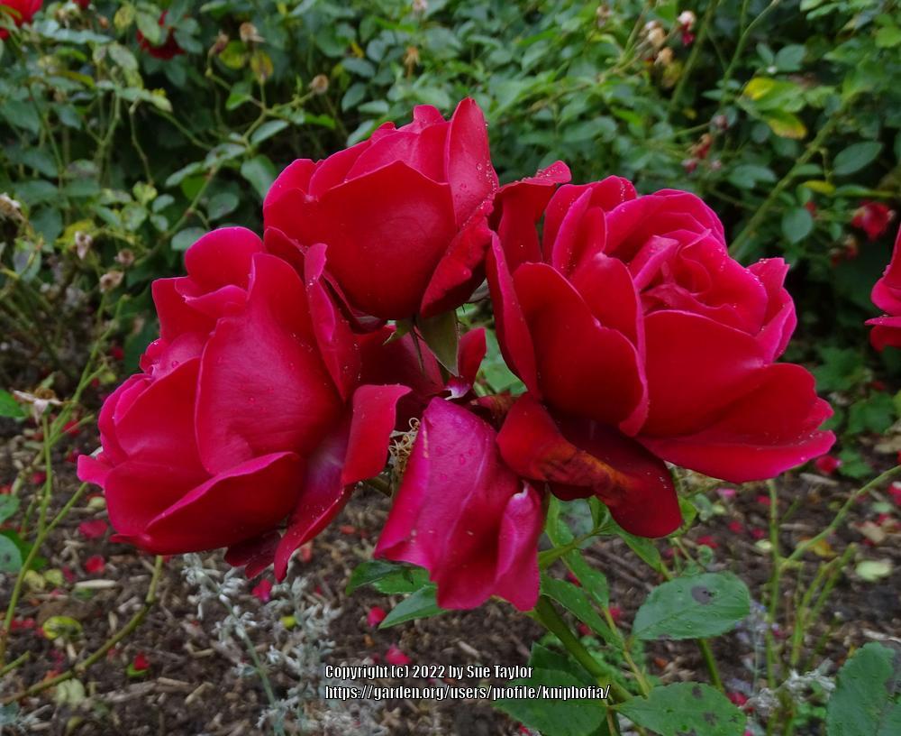 Photo of the bloom of Rose (Rosa 'Frensham') posted by kniphofia ...