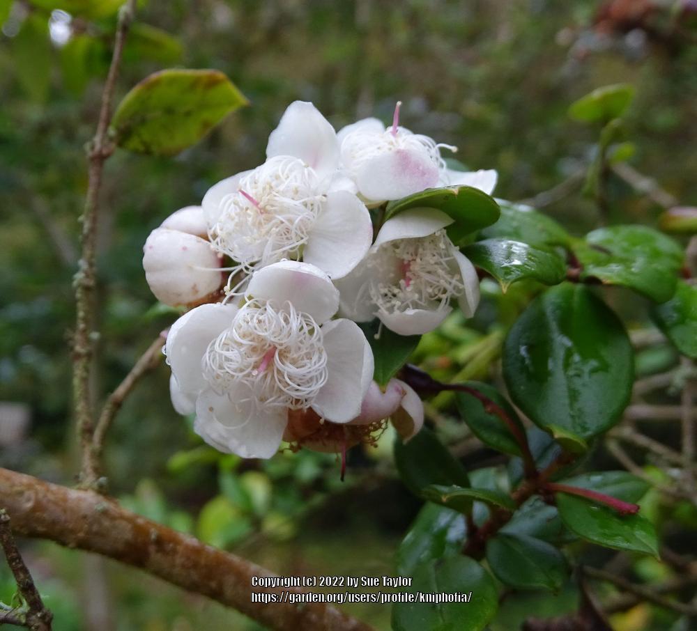 Photo of the bloom of Chilean Myrtle (Luma apiculata) posted by ...